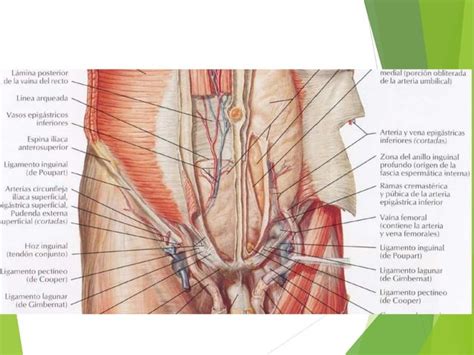 Musculos De La Pared Anterolateral Del Abdomen PPT Descarga Gratuita
