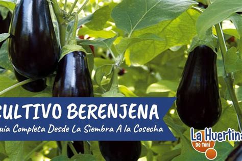 Guía completa para el inicio de semillas de berenjenas consejos