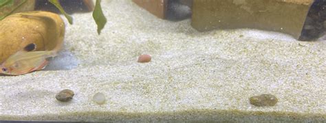 Moved Pebbles In Gbreeder Reduce The Cichlid Stage