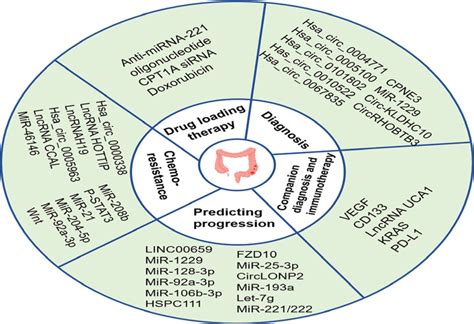 Regulatory Role Of Exosomes In Colorectal Cancer Progression And