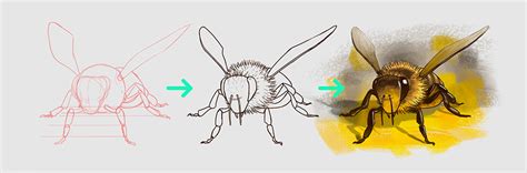 Les Bases Du Dessin Gamboahinestrosa