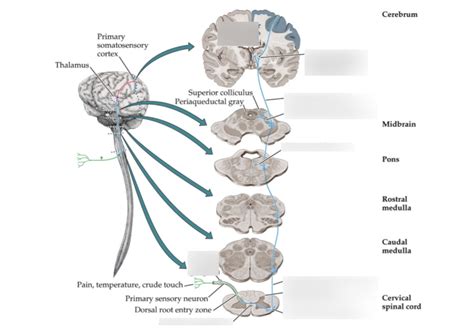 Anterolateral System Spinothalamic Diagram Quizlet