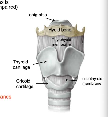 Anatomy The Larynx Flashcards Quizlet