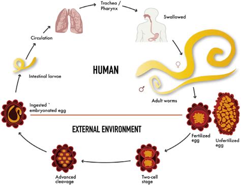 Ascaris Lumbricoides Life Cycle Study Notes On Ascaris Images And