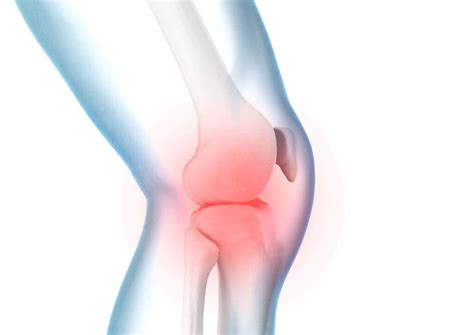 La Pierna Estructura Y Funciones Pmedic