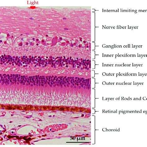 Localization Of PR And Amacrine Markers To The Apical And Basal Sides