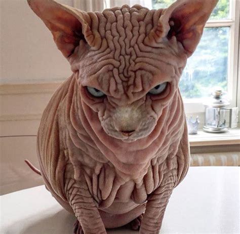 Meet Xherdan The Naked Cat With So Many Wrinkles