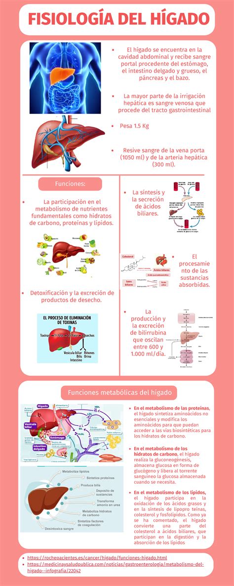 Infografia Fisiolog A Del H Gado Funciones Rochepacientes Cancer
