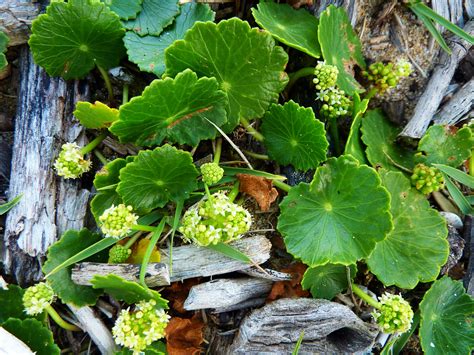 Free Images Beach Leaf Flower Food Green Herb Produce