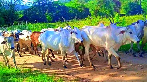 LEVANDO O GADO PARA OUTRA FAZENDA PARTE 2 Capa De Grude Oficial YouTube