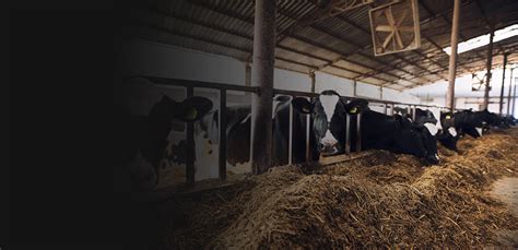 Curso Compost Barn Mais Lucro na Produção de Leite Cursos CPT