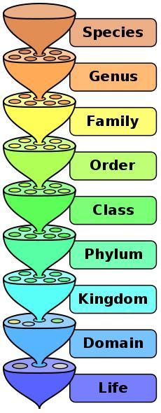 Biological Classification