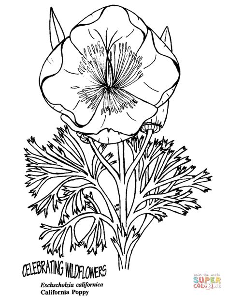 Disegni Da Colorare Di Papaveri Della California Disegni Da Colorare