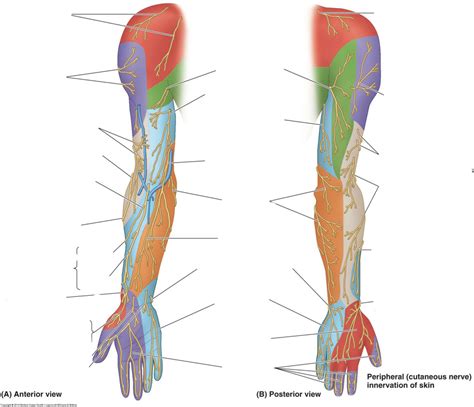 Cutaneous Nerves Of Upper Arm Diagram Quizlet