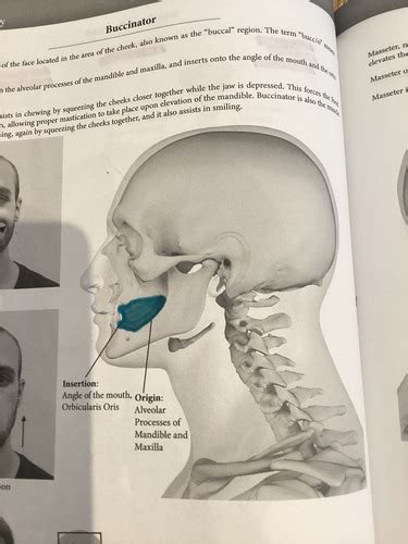 Kinesiology Muscles Of The Head Mblex Flashcards Quizlet