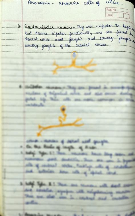 Solution Neurological And Structural Classification Of Neuron Neuro