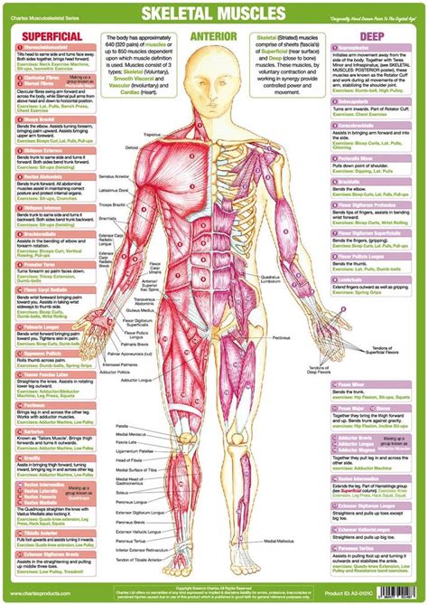 The Skeletal Muscles And Their Major Functions In Human Body With Text