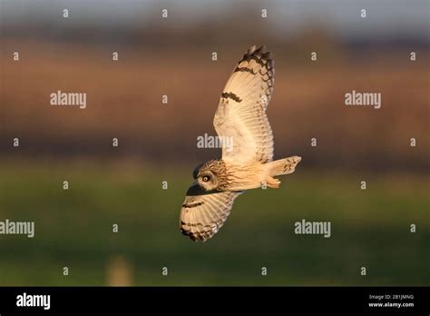 Short Eared Owl Asio Flammeus Stock Photo Alamy