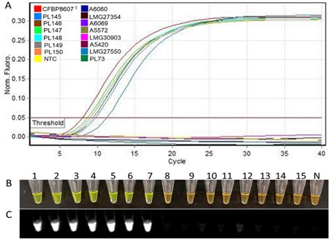 Specificity Validation Of The Loop Mediated Isothermal Amplification