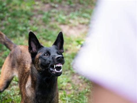 Cane che ringhia perché lo fa e soluzioni Fantasticane