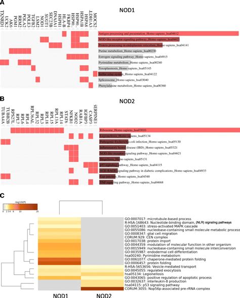 Gene Ontology Go Pathway Enrichment Analysis For Identified