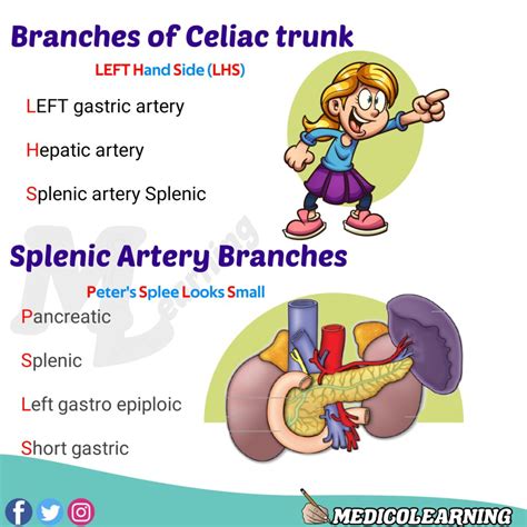 Celiac Trunk Branches Mnemonic