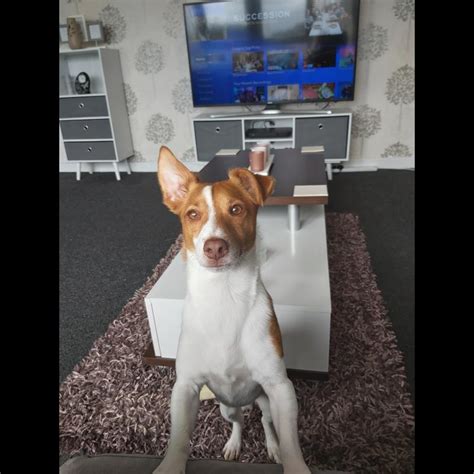 Croissance Jack Russell La Courbe De Poids Du Chiot Jack Russell