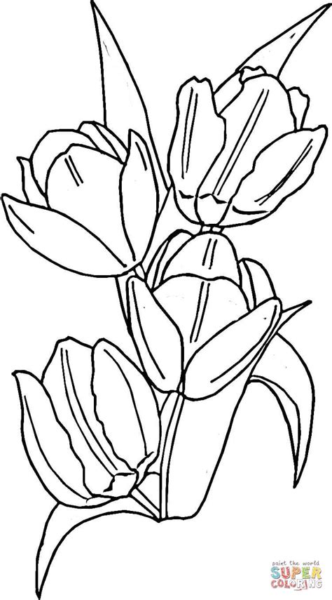 Disegno Di Tulipani Da Colorare Disegni Da Colorare E Stampare Gratis