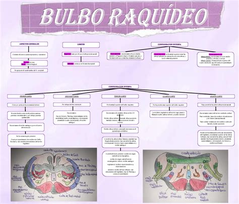 Bulbo Raquideo Y SU Configuracion ASPECTOS GENERALES LIMITES