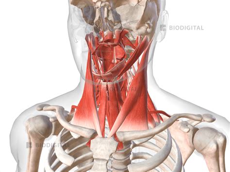 Muscles Of Neck BioDigital Anatomy