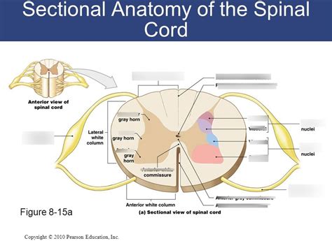 Anatomy Of Spinal Cord Diagram Quizlet