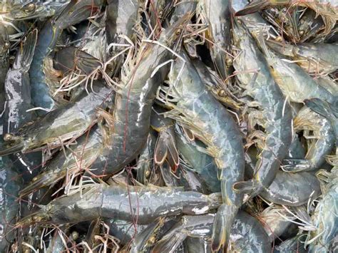 How To Start Shrimp Farming In The Philippines At Home Indoors