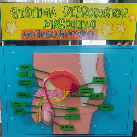 Aparato Reproductor Masculino Sistema Reproductor Femenino Como Hacer