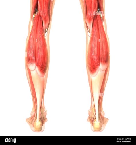 Anatomie du système musculaire du corps humain Photo Stock Alamy