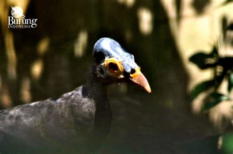 Maleo Senkawor Burung Romantis Yang Setia Pada Pasangannya Mongabay