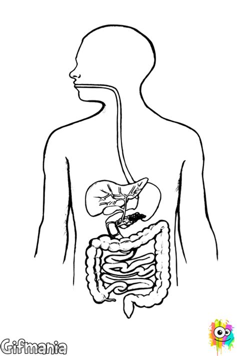 Esquema Del Sistema Digestivo Sin Nombres Para Colorear
