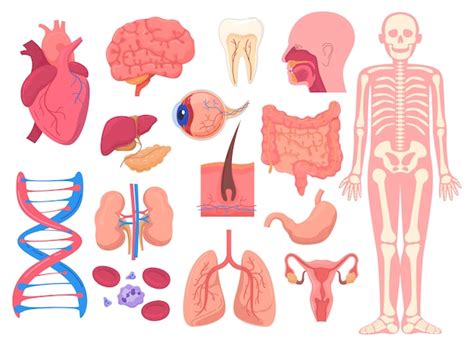 Organes D Anatomie Du Corps Humain Illustration M Dicale Vecteur Premium
