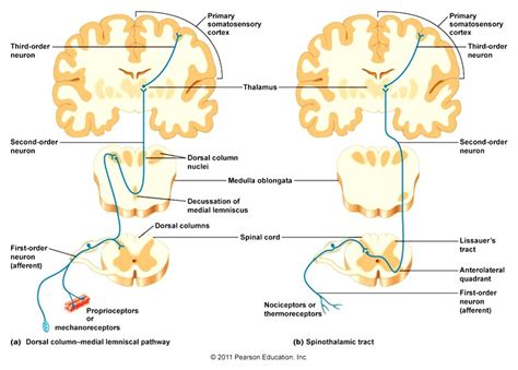 Moving Better Starts In The Brain Promoting Motor Learning With