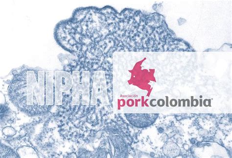 Nipah el virus mortal de la India llegará a Colombia CONtexto Ganadero