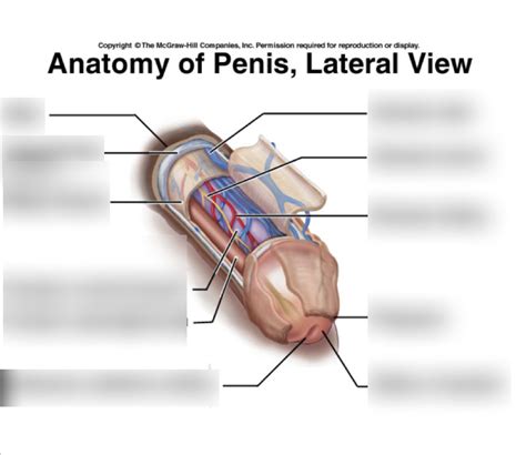 Anatomy Of Male Genitalia Diagram Quizlet