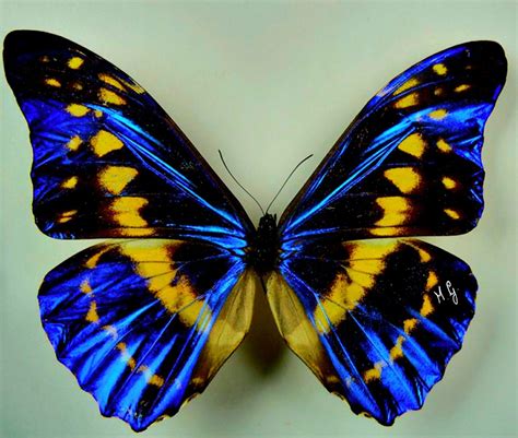 A Blue And Yellow Butterfly Sitting On Top Of A White Wall