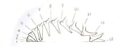 Animation Walk Cycle Walking Animation D Character Animation