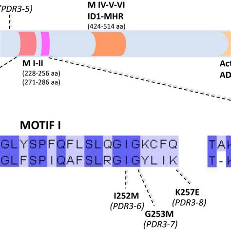 Mapping Of Gainoffunction Mutations Within The Structural Motifs Of