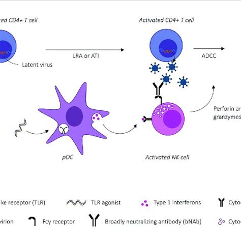 Schematic Illustration Of Toll Like Receptor TLR Agonist Mediated