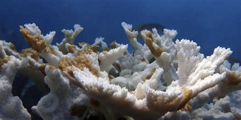 ONU en la mira de científicos No agregó a la Gran Barrera de Coral en