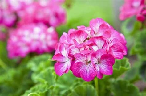 Flores que Gostam de Sol 20 Espécies Resistentes Para Cultivar no Jardim