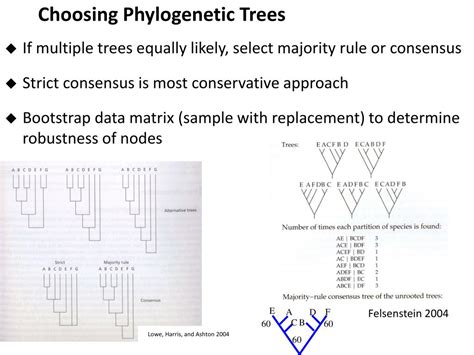 Ppt Lecture Introduction To Phylogenetics Powerpoint