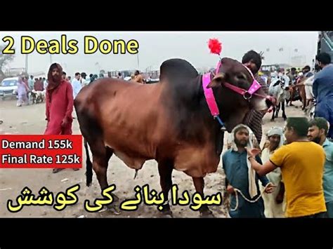 Saturday Update Shahpur Kanjra Mandi Lahore 2023 Mandi Vlog Cow Mandi