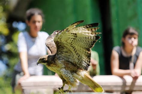 El Heraldo De Xalapa Urgente Recuperar El Museo De La Fauna Del Cerro