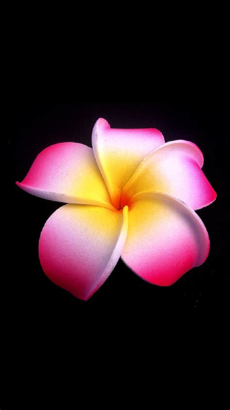 Plumeria Flower Pink HD Phone Wallpaper Peakpx